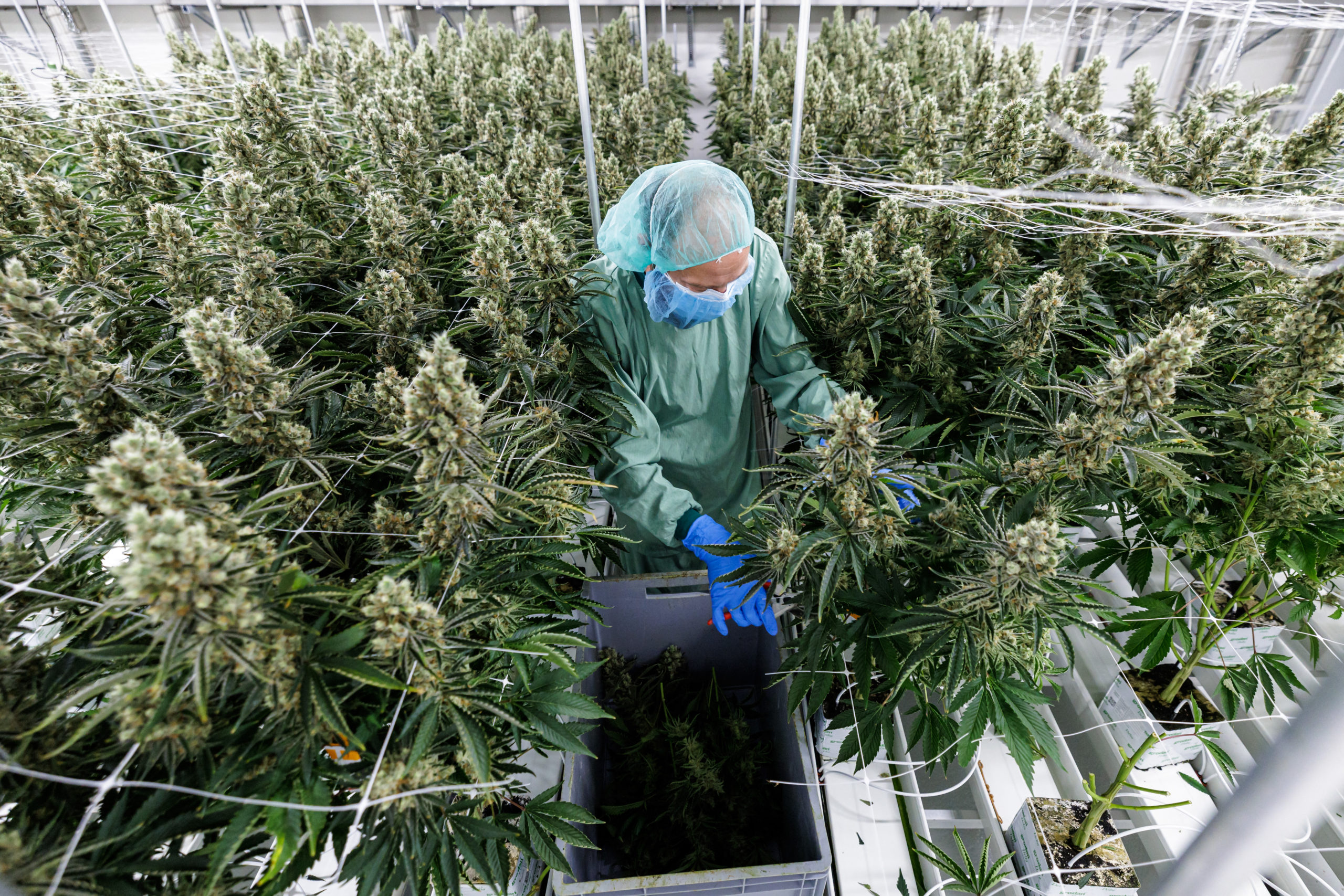 Germany's homegrown cannabis industry awaits legalization | Inquirer News