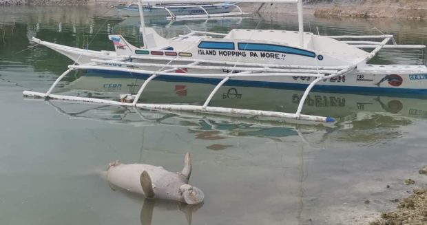 Fishermen discover dead sea cow in Bohol's Baclayon town | Inquirer News