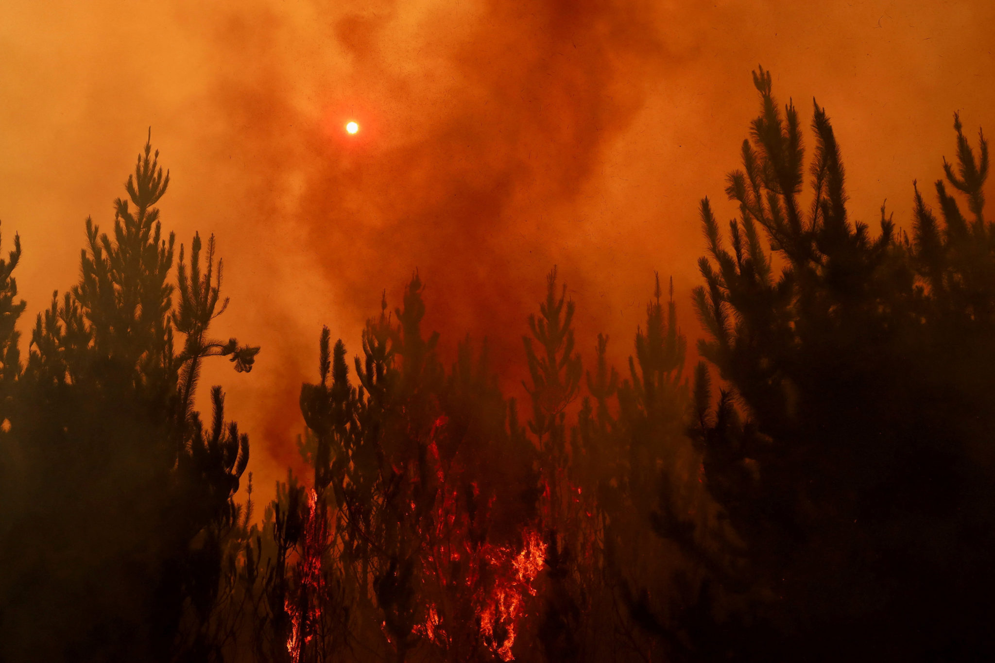 At least 23 dead as dozens of wildfires torch forests in Chile ...