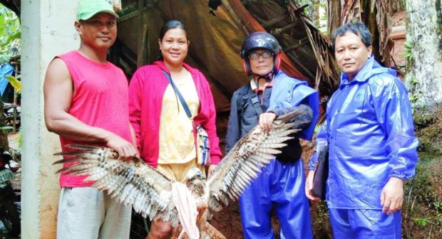 Trapped Philippine hawk-eagle rescued in Cagayan province | Inquirer News