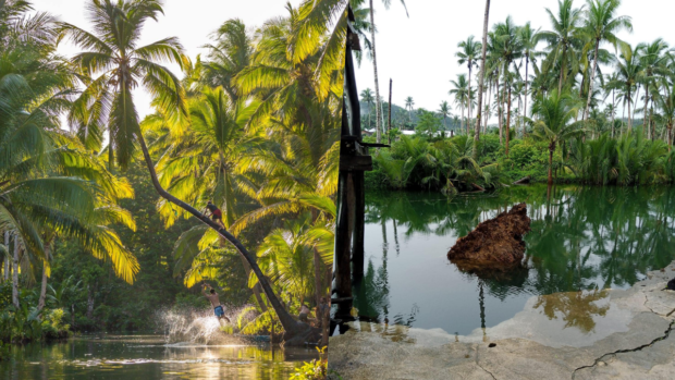 Siargao's famed bent palm tree collapses | Inquirer News