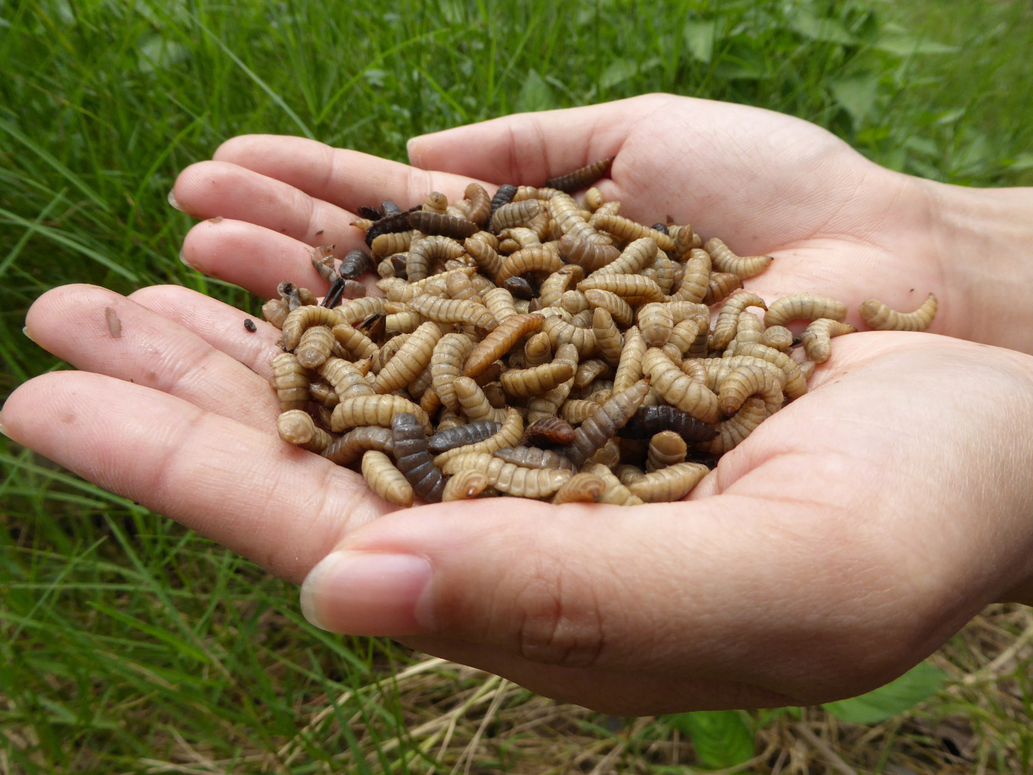 From ashes to fly larvae, new ideas aim to revive farm soil | Inquirer News