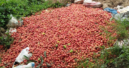 Consumers express dismay over dumping of excess tomatoes in Nueva ...