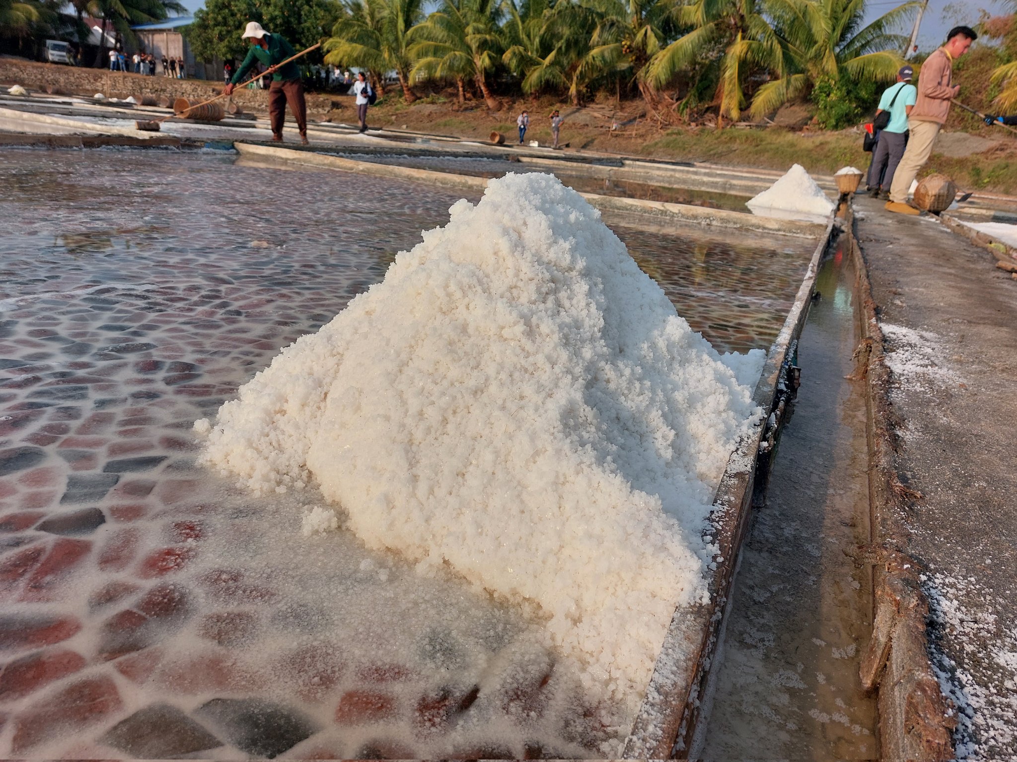Pangasinan salt farmers rise above unstable incomes, importation ...