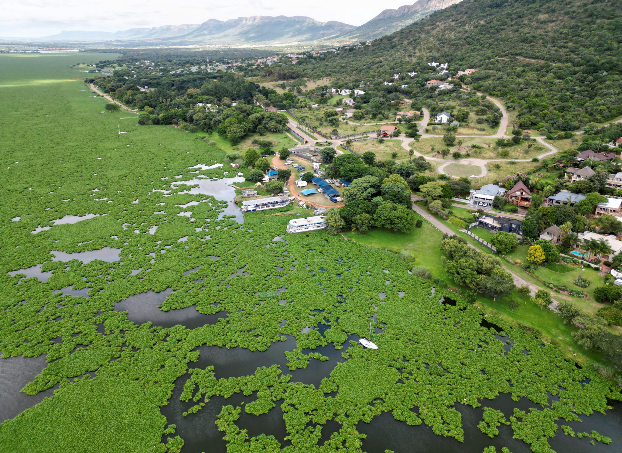 South African scientists use bugs in war against water hyacinth weed ...