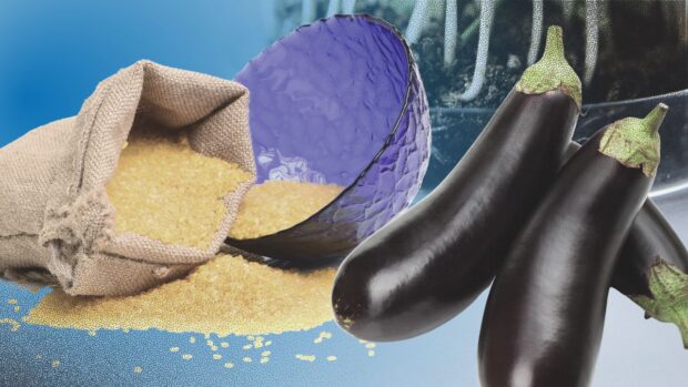 LGUs urged to oppose GM crops propagation after SC grants writ of ...