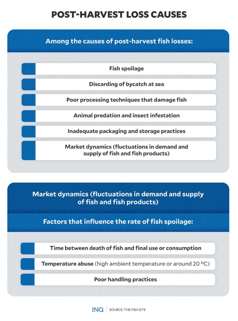 PH post-harvest fish losses need more than band-aid solutions, gov’t ...