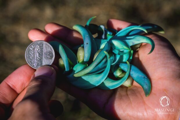 Jade Vine spotted blooming in Masungi Georeserve | Inquirer News