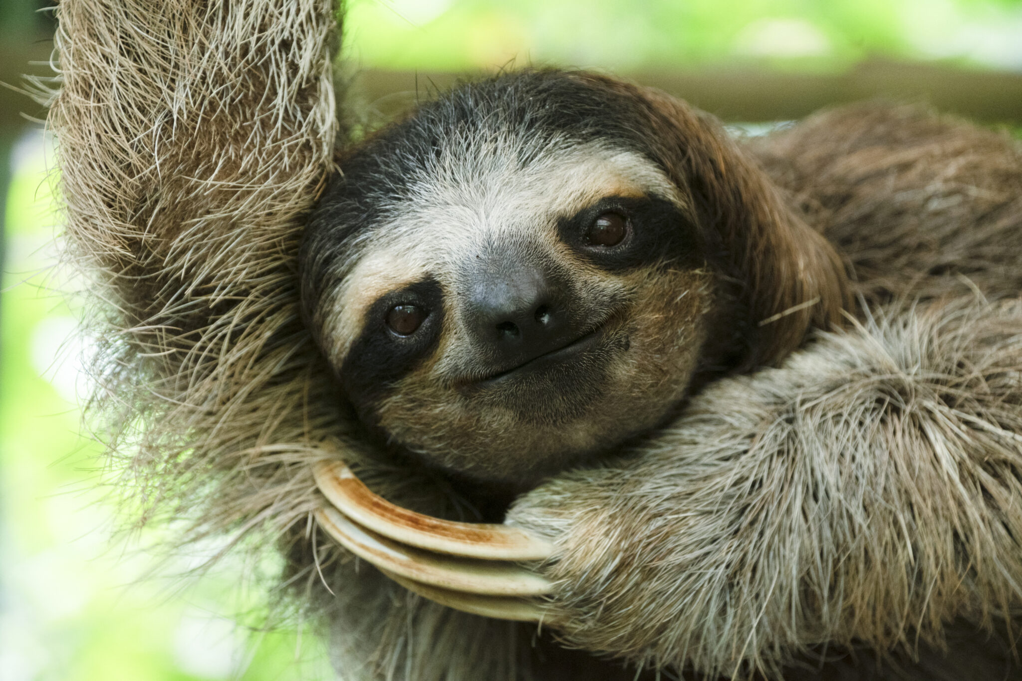 Costa Rican sloth antibiotics offer hope for human medicine | Inquirer News