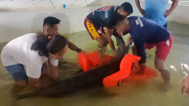 Stranded dolphin rescued in Pangasinan | Inquirer News