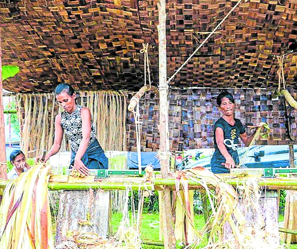 Catanduanes abaca farmers defy the odds | Inquirer News