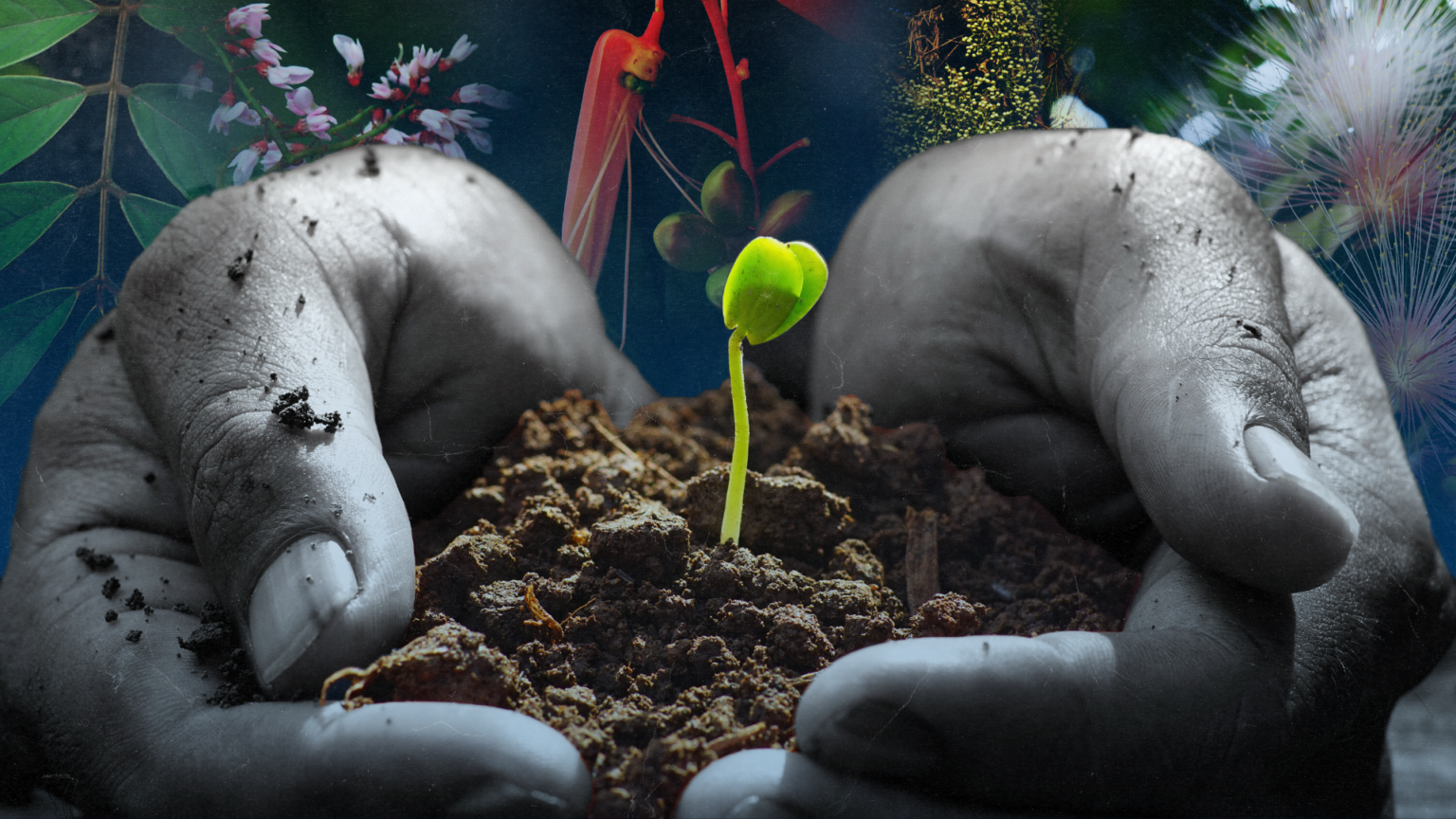 Nat’l Poison Prevention Week: Know your toxic plants, their uses ...