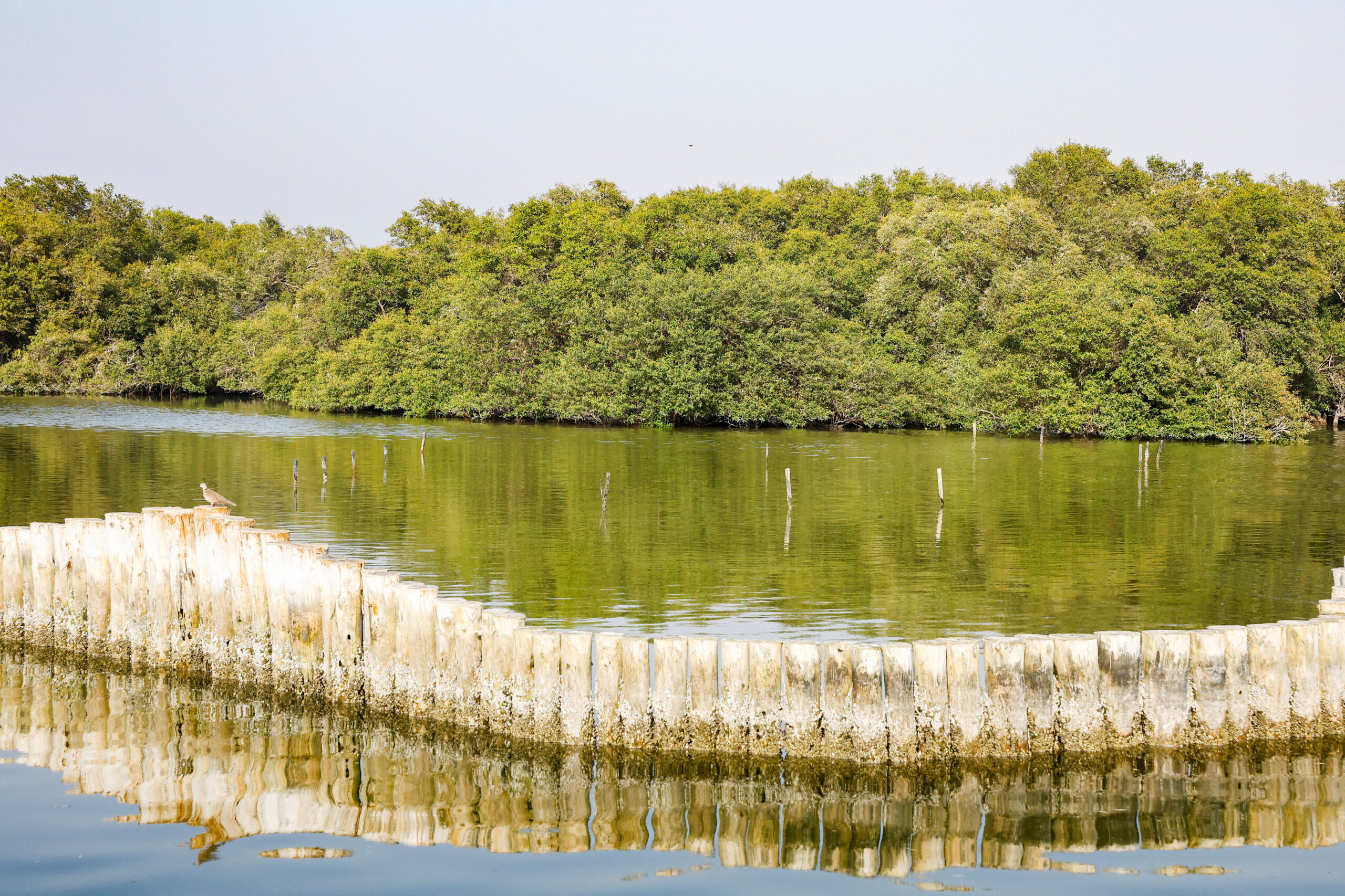 UAE looks to salty, muddy mangroves in climate change fight | Inquirer News