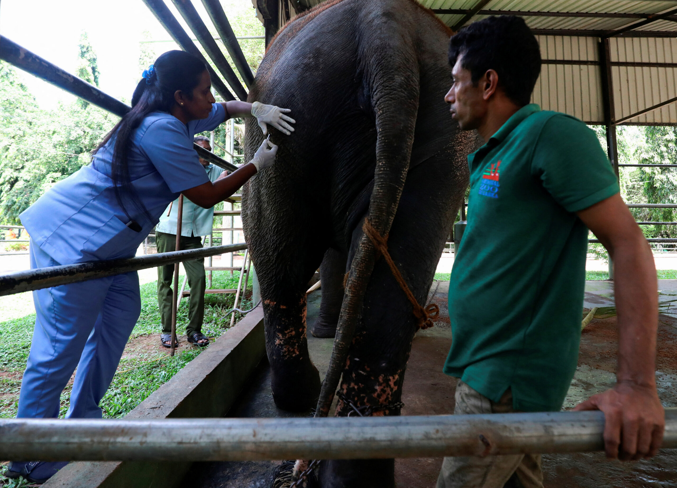 Sri Lanka readies ailing Thai elephant for flight home | Inquirer News
