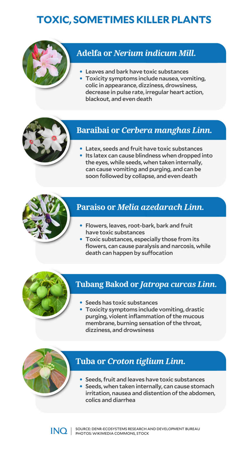 Nat’l Poison Prevention Week: Know your toxic plants, their uses ...