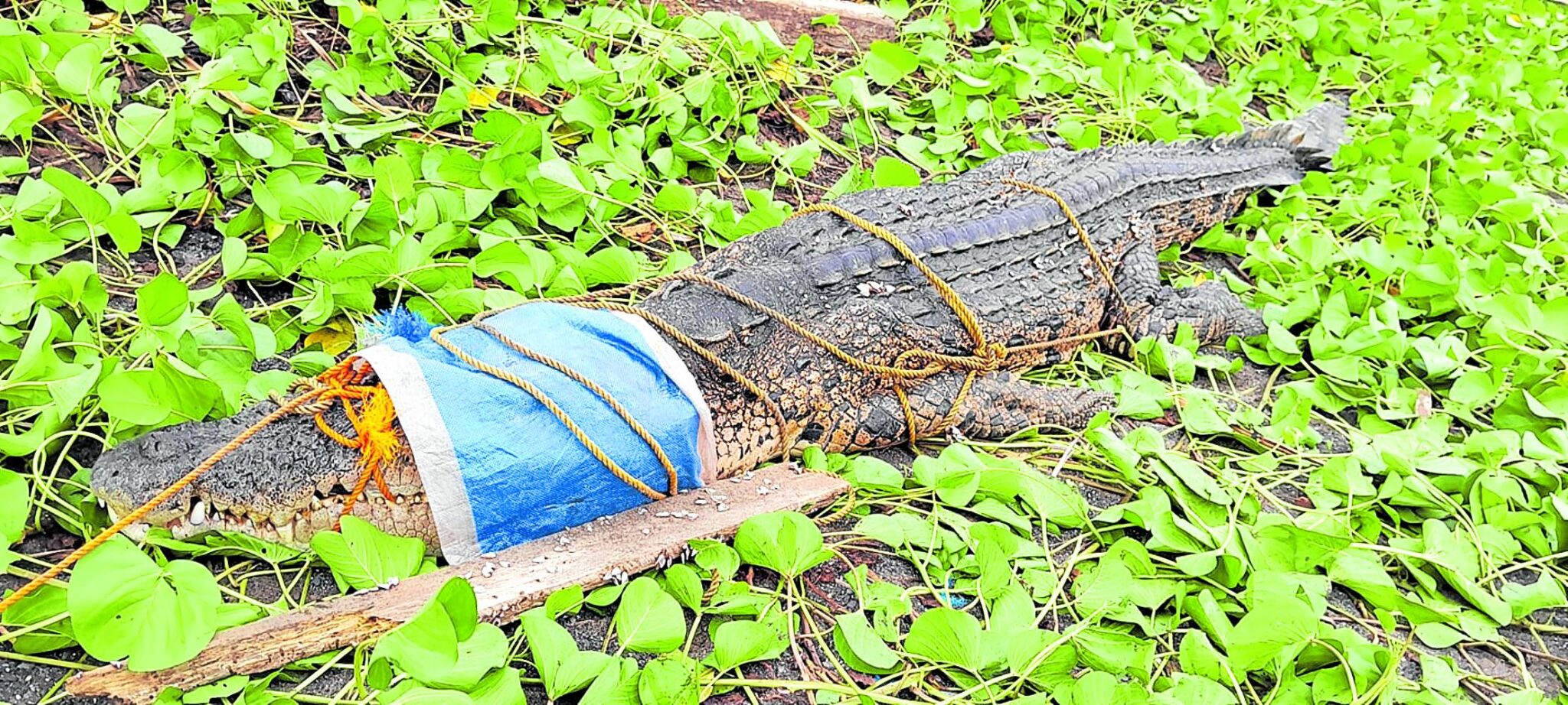 In Palawan, large croc dies in captivity | Inquirer News