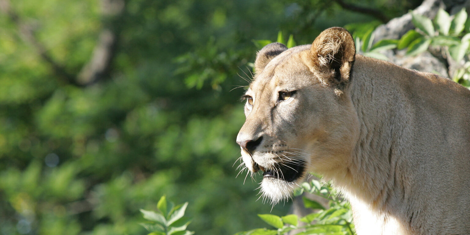 Lioness reported on the loose around Berlin | Inquirer News