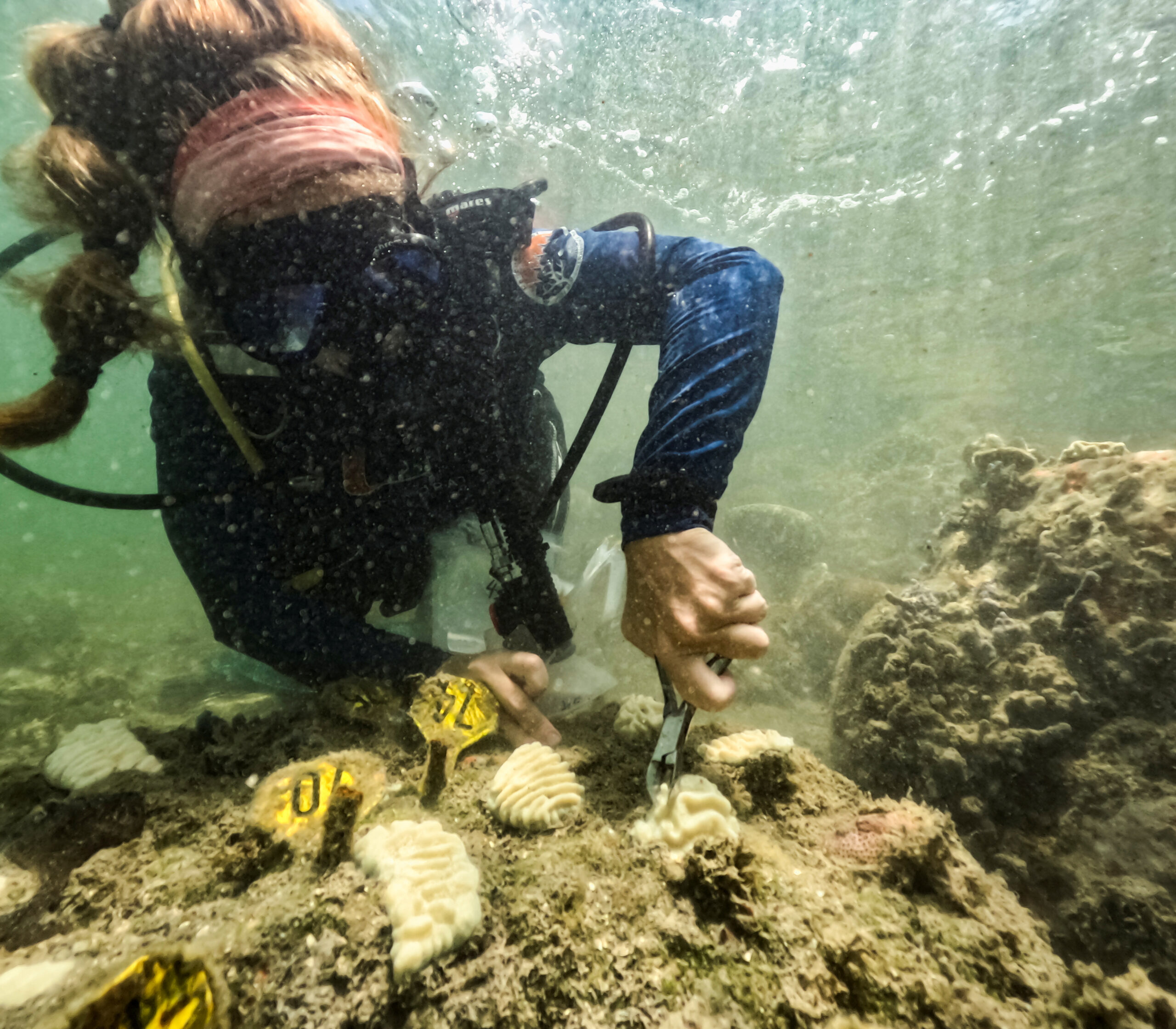 Florida's rising water temperatures raise concerns for health of coral ...