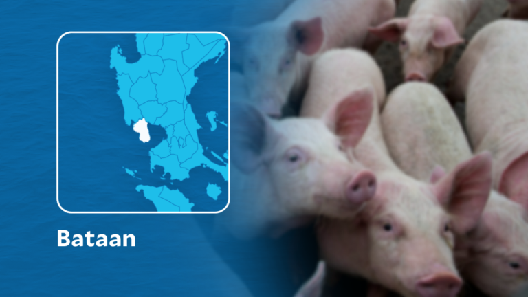 African Swine Fever hits 5 Bataan towns | Inquirer News
