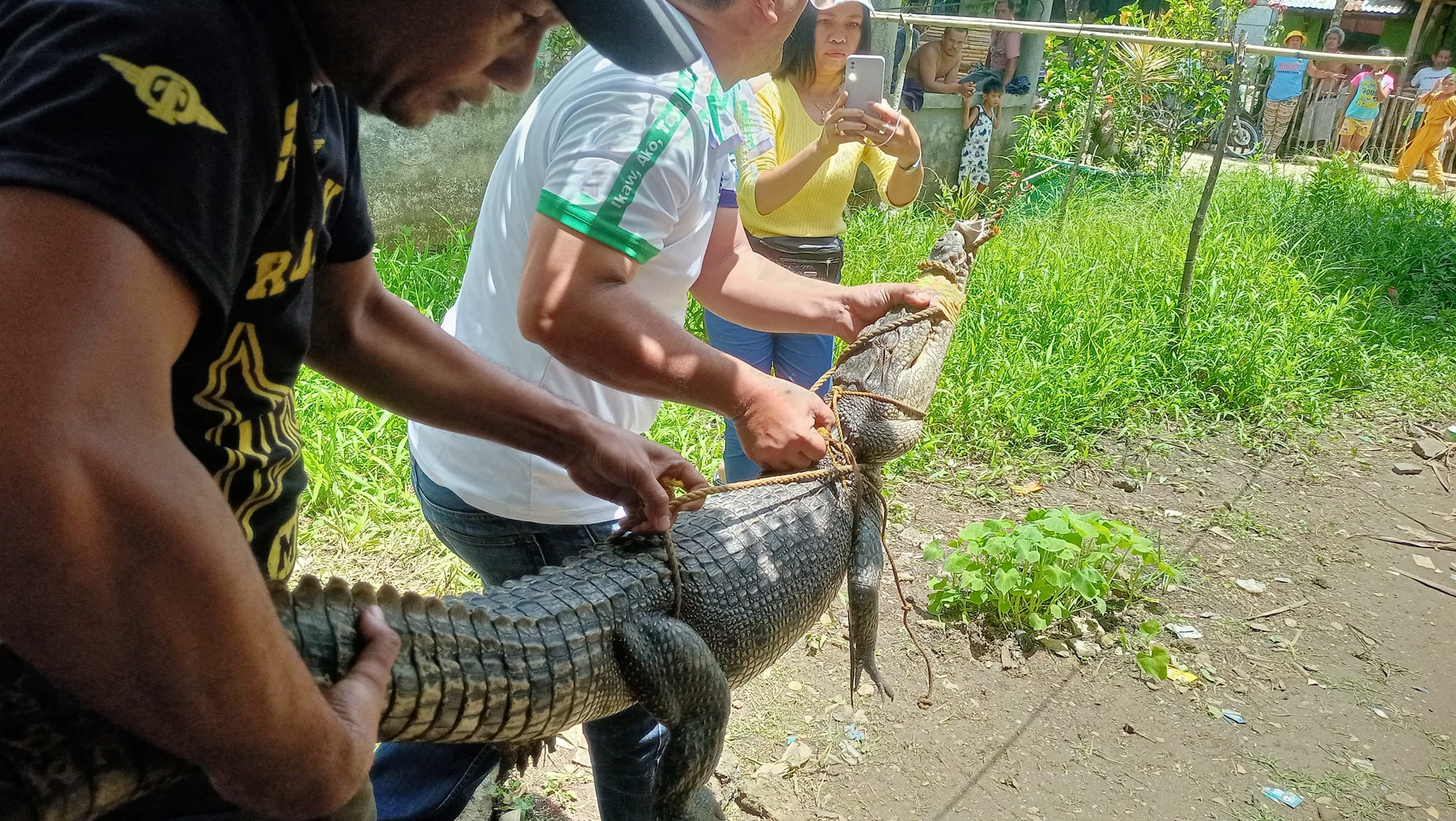 Crocodile trapped in Eastern Samar town fish cage, rescued and turned ...