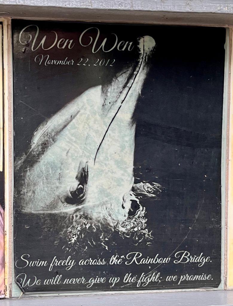 Dolphin, other pets given recognition in PAWS' memorial wall