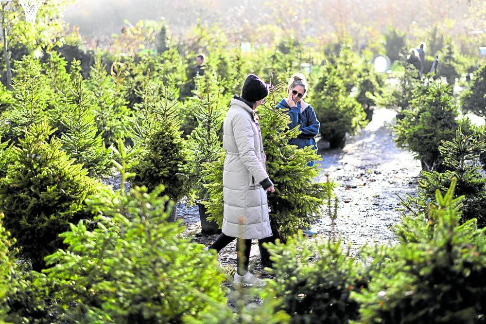 ‘Rent a tree’: Have yourself a merry, green Christmas