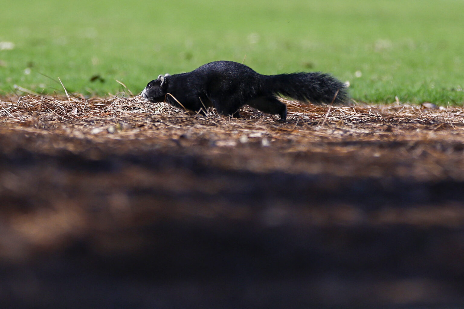 Japan zoo probes possible mass squirrel poisoning | Inquirer News