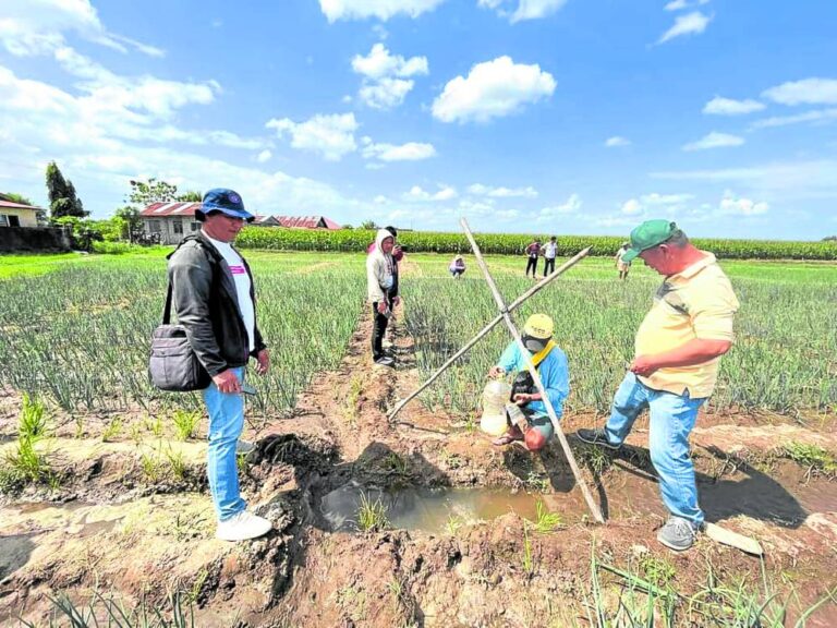 Pampanga onion farmers reel from armyworm infestation