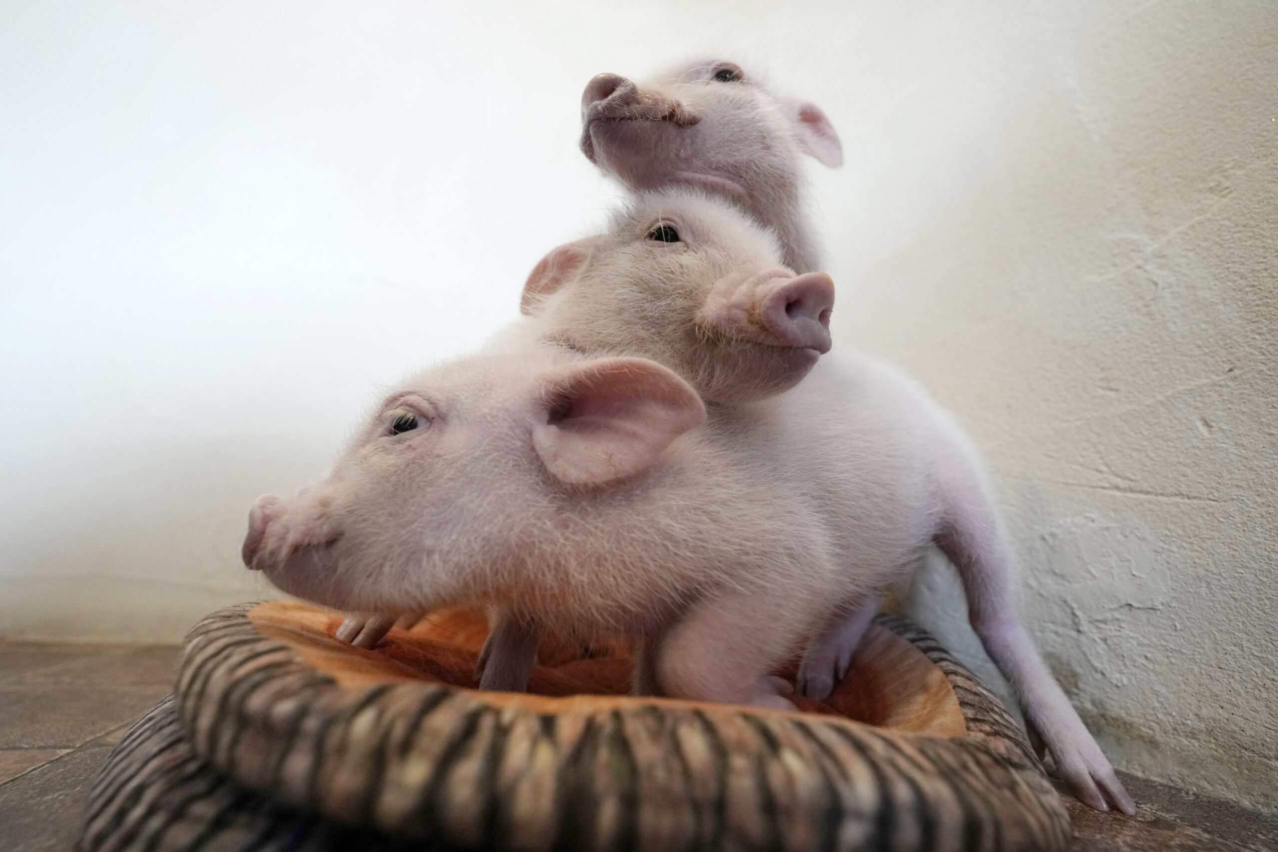 At trendy Japanese cafés, customers enjoy cuddling with pigs