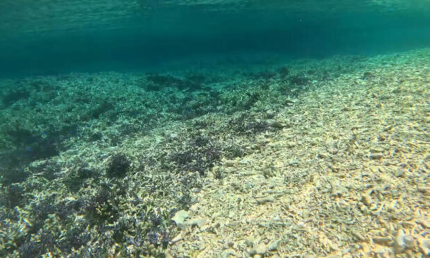 ‘Irreparable harm’: China intrusion’s impact on West Philippine Sea ...