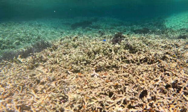 ‘Irreparable harm’: China intrusion’s impact on West Philippine Sea ...