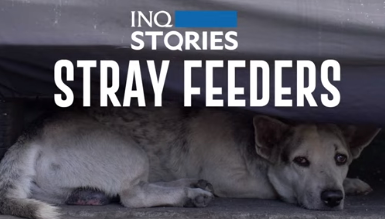 This stray feeder couple is changing lives, one dog at a time ...