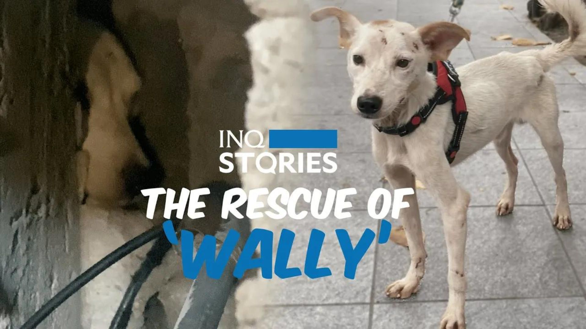 WATCH: Dog trapped behind wall rescued | INQStories | Inquirer News
