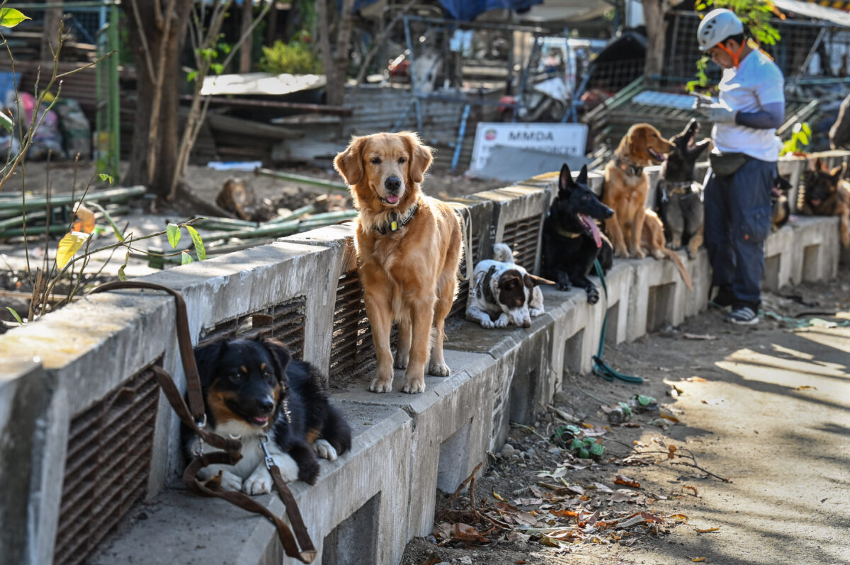 Filipinos' natural affection, high regard for dogs highlighted
