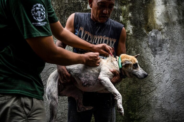 DOH notes increase in rabies cases in 2024