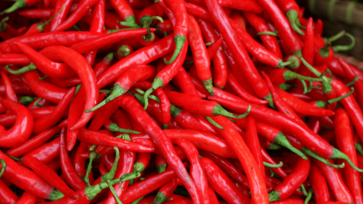 DOH: ‘Siling labuyo’ no cure for dengue