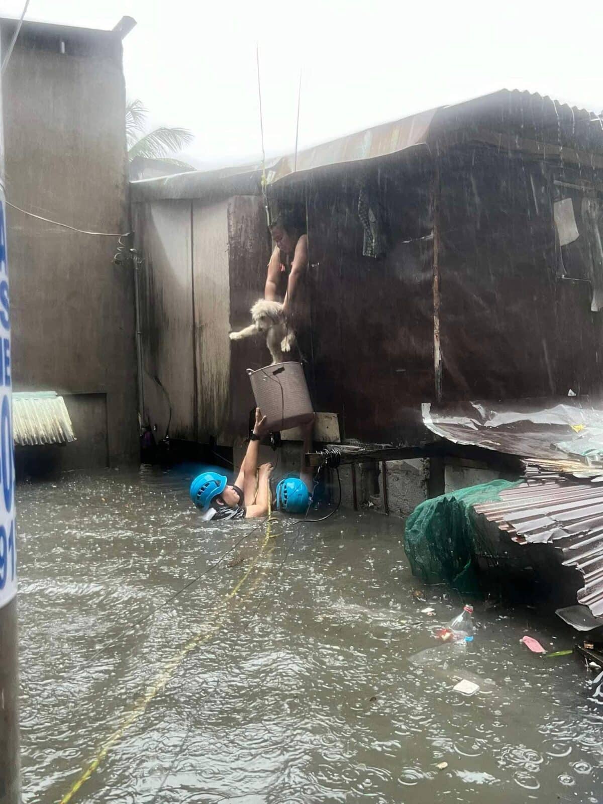 LOOK: Pets, stray animals rescued amid Typhoon Carina