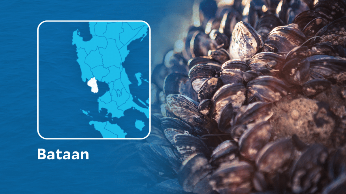 BFAR says shellfishes from Bataan are now safe to eat