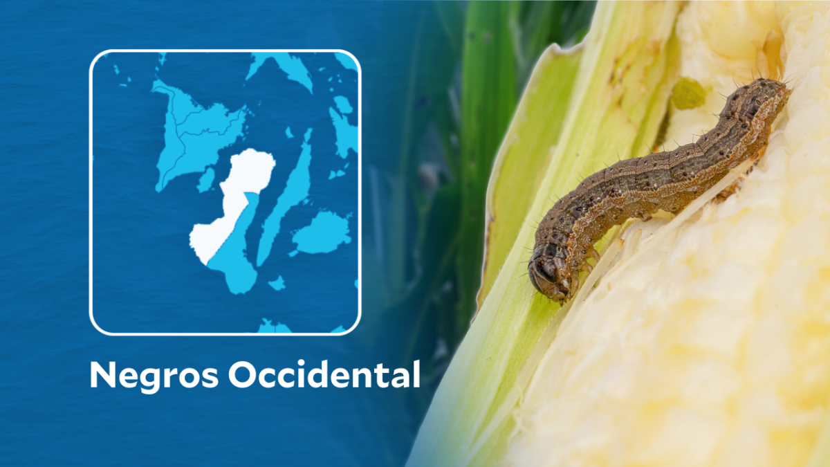Fall armyworms spread, attack crops in 9 Negros localities