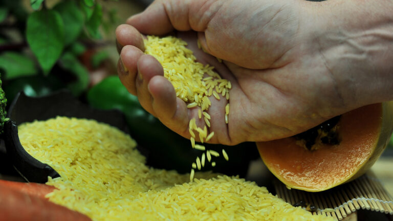 CA: Only Bt eggplant, Golden Rice covered by GMO ban ruling