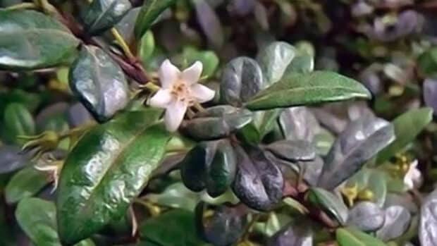 UP researchers develop ‘tsaang gubat’ tablets, syrup for gut pain