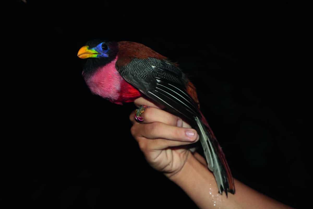 Agusan’s Mt. Magdiwata: From logging hot spot to living forest