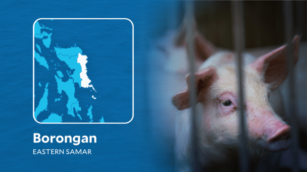 Suspected ASF cases detected in Borongan | Inquirer News