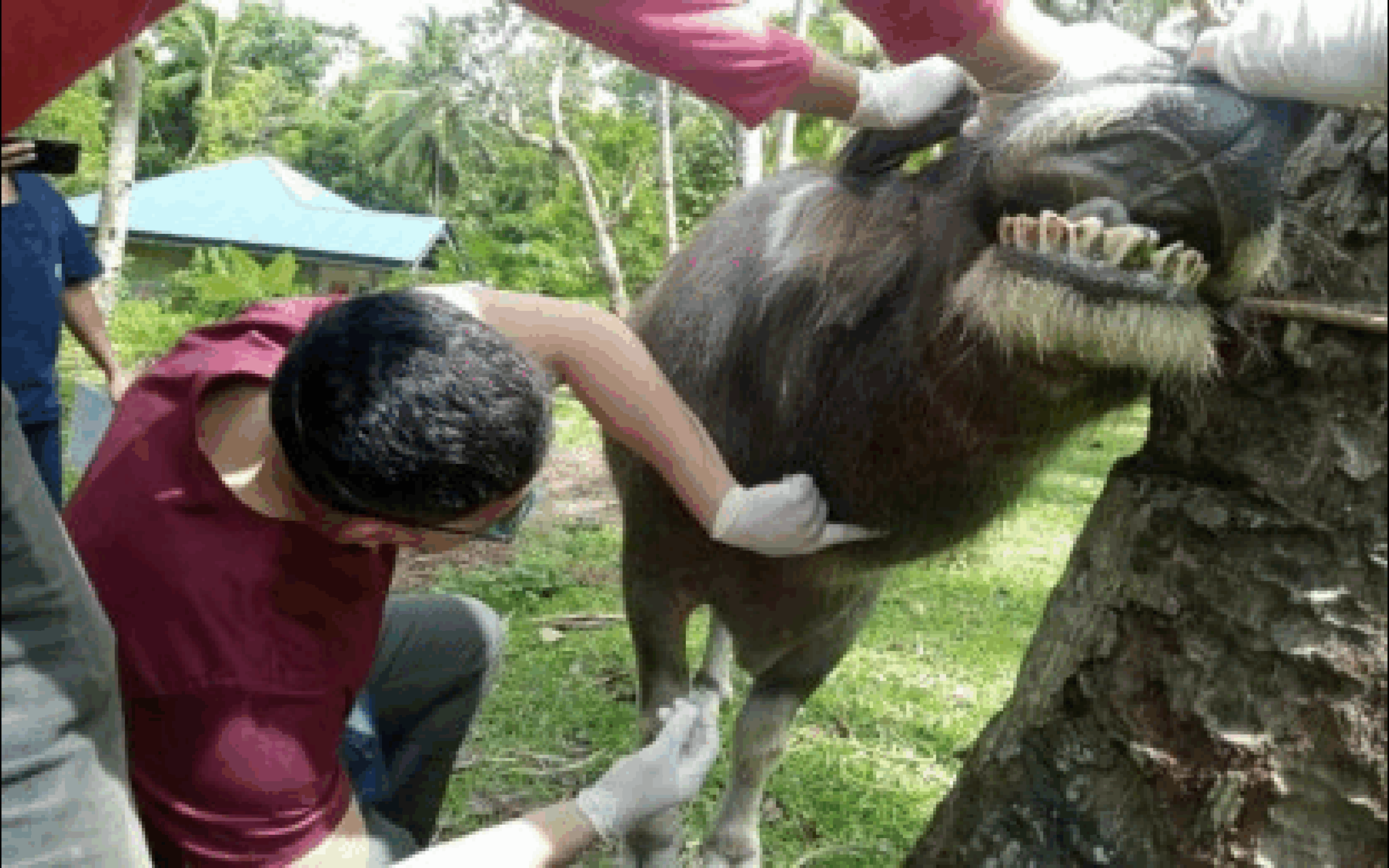 DA in Negros allays fears of glanders disease caused by bacteria