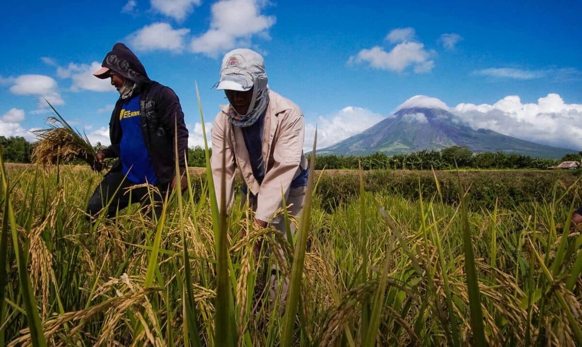 Marcos wants floor price for rice