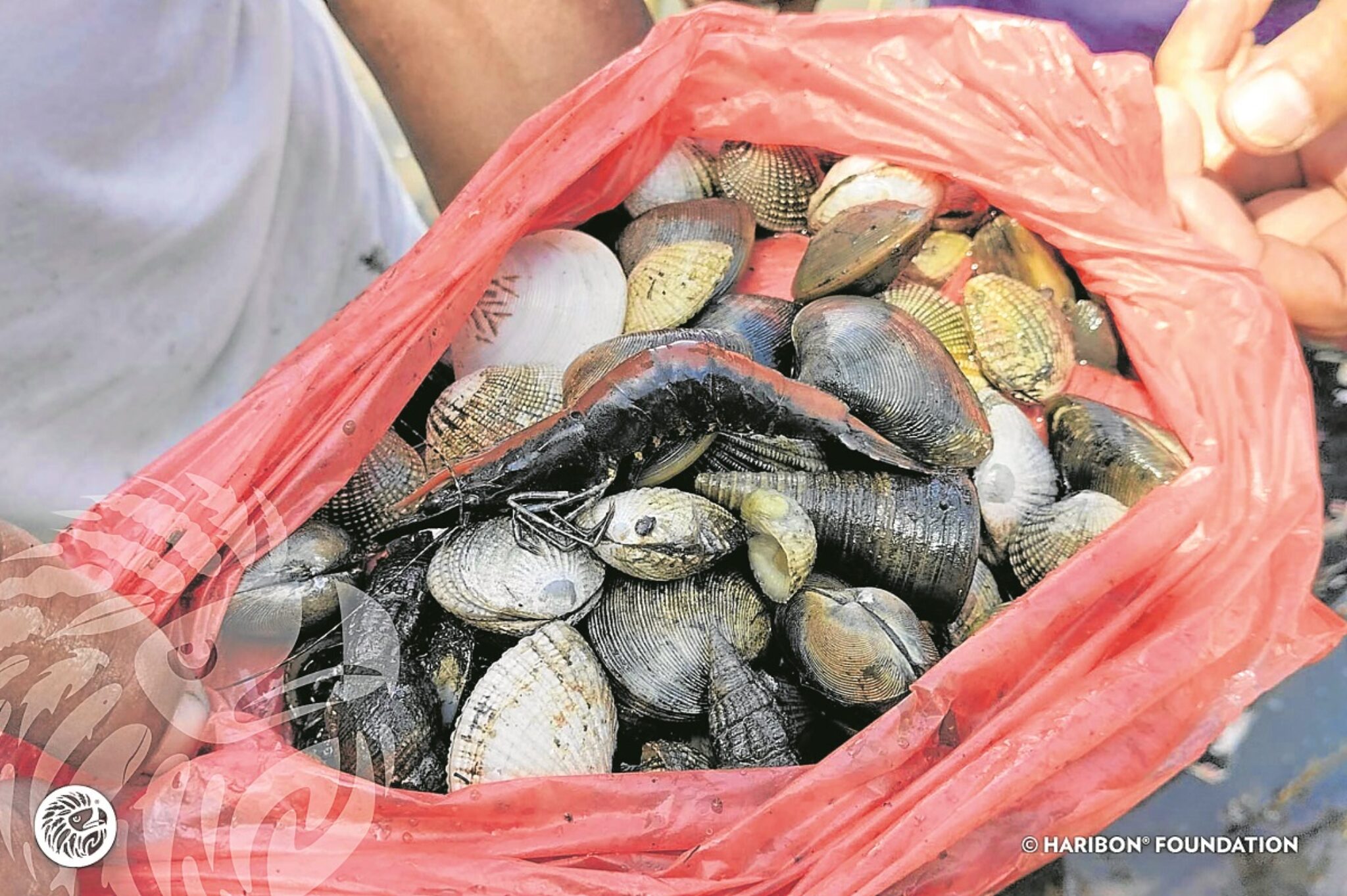 From mangroves to meals