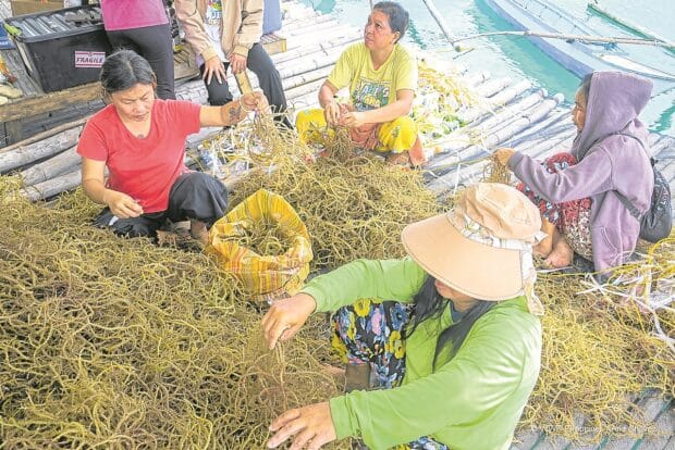 In Palawan, a resilient system of seaweed farming