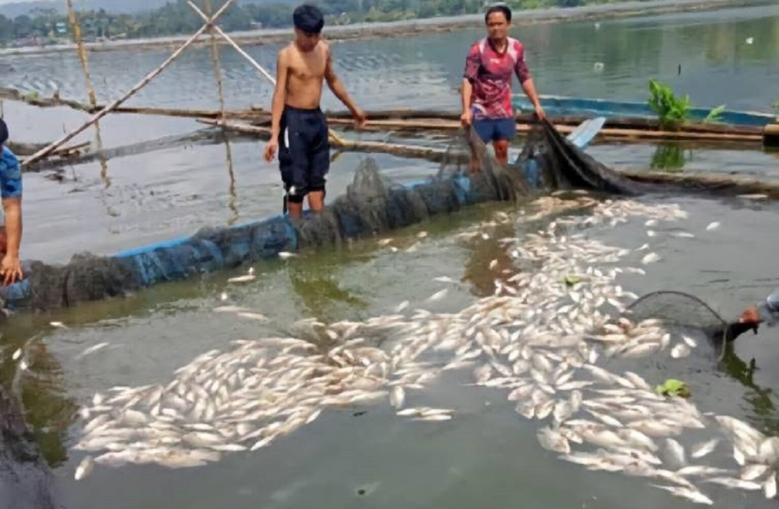 Fish kill in Lake Sebu blamed on ‘habagat’