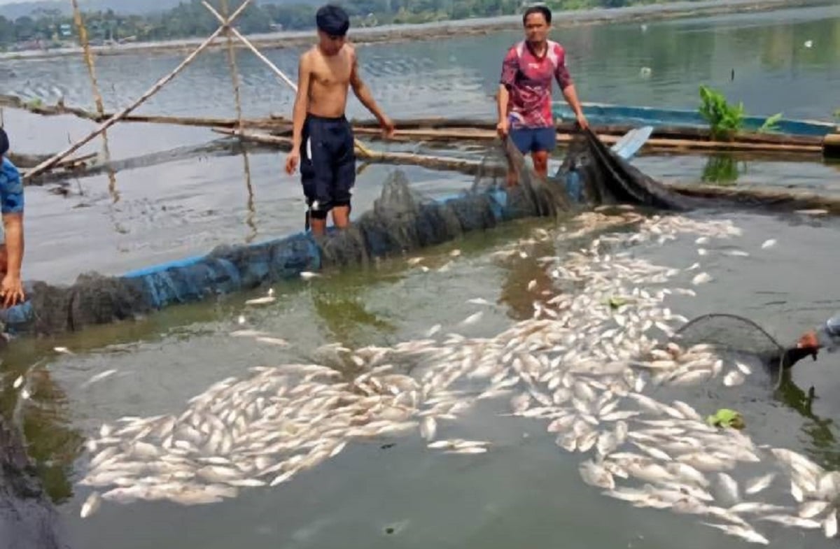 Fish kill in Lake Sebu blamed on ‘habagat’