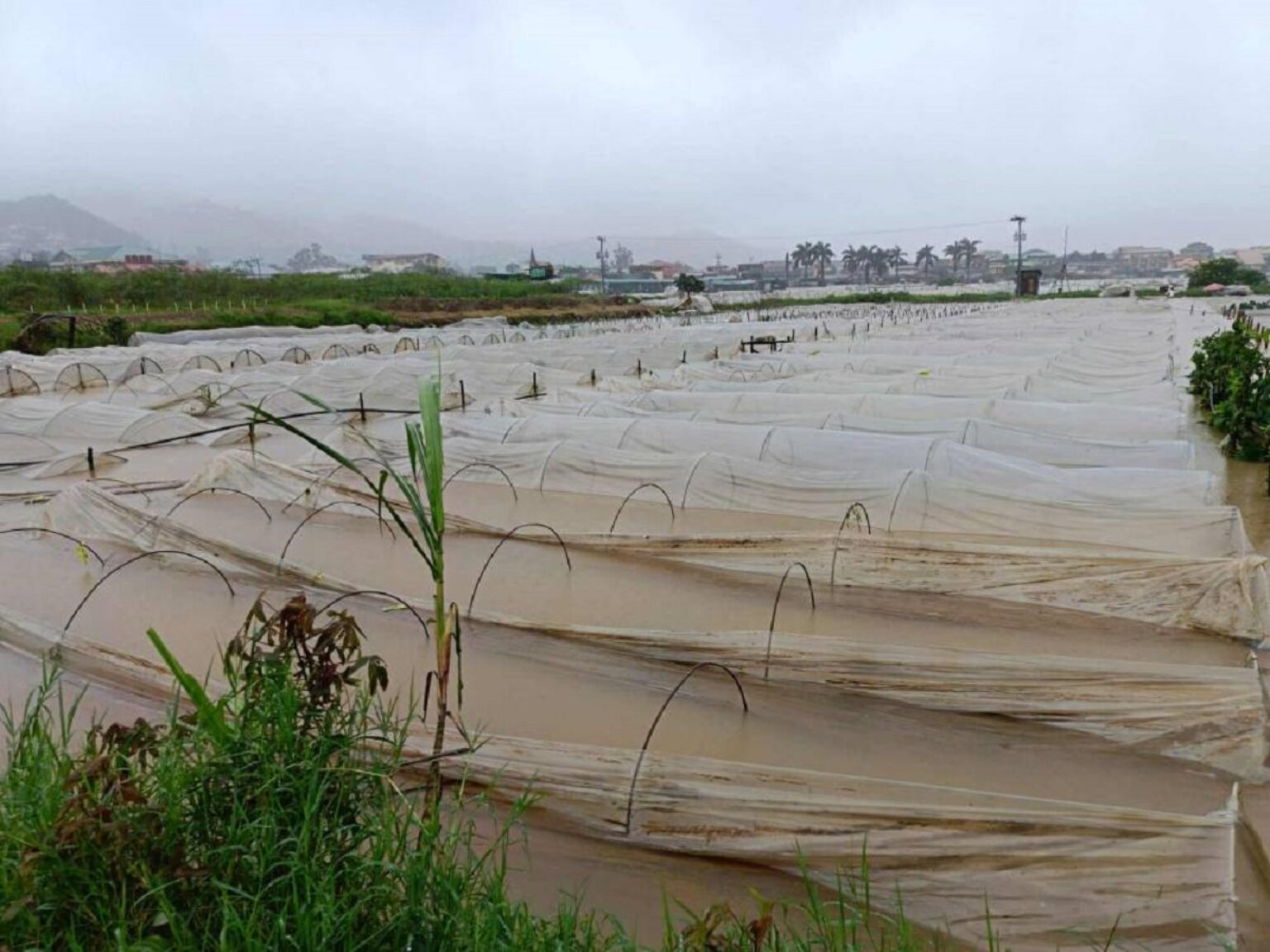 Benguet capital declares state of calamity as floods destroy farms